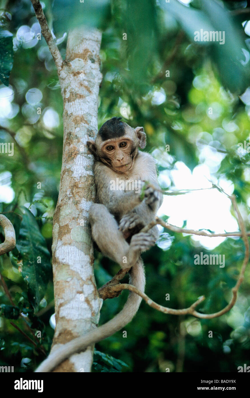 Affe im Baum, Angkor Wat, Kambodscha Stockfotografie - Alamy