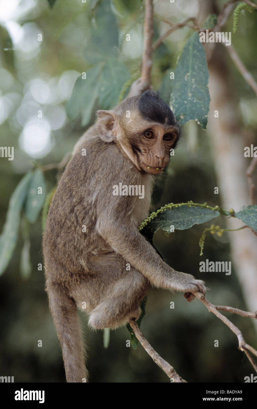 Cooler affe -Fotos und -Bildmaterial in hoher Auflösung – Alamy