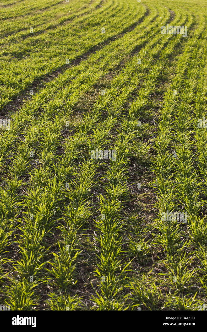 Weizenkorn Keimen Wachsen Stockfotos und -bilder Kaufen - Alamy