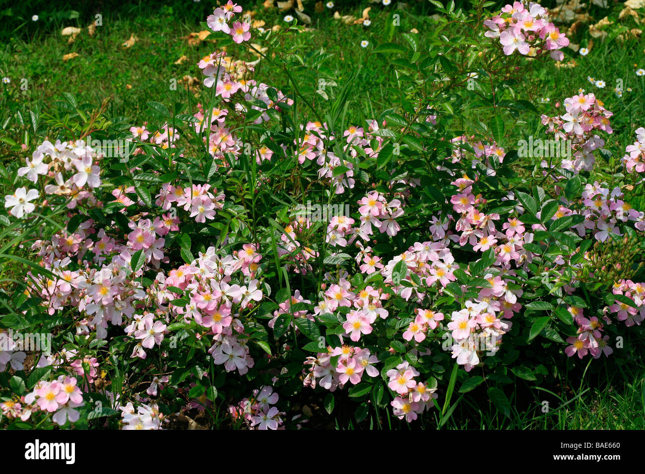 Rosa Bodendecker "Robe Rose Stockfotografie - Alamy