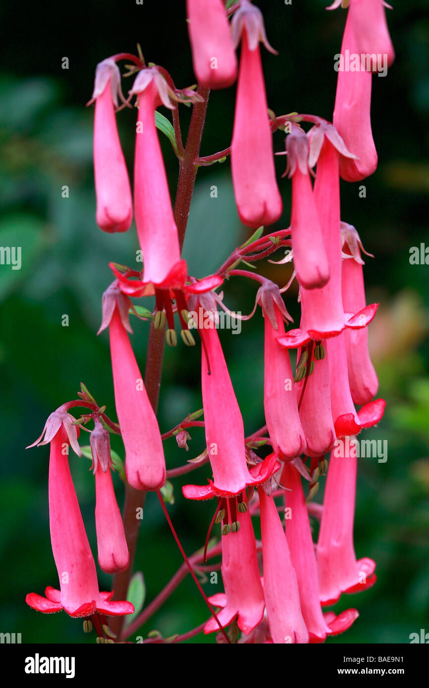 Phygelius x rectus -Fotos und -Bildmaterial in hoher Auflösung – Alamy