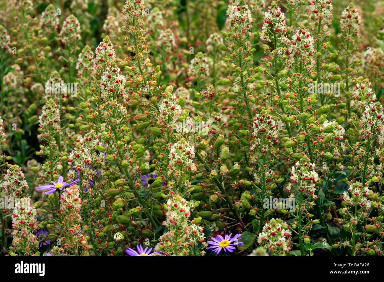 Reseda odorata -Fotos und -Bildmaterial in hoher Auflösung – Alamy