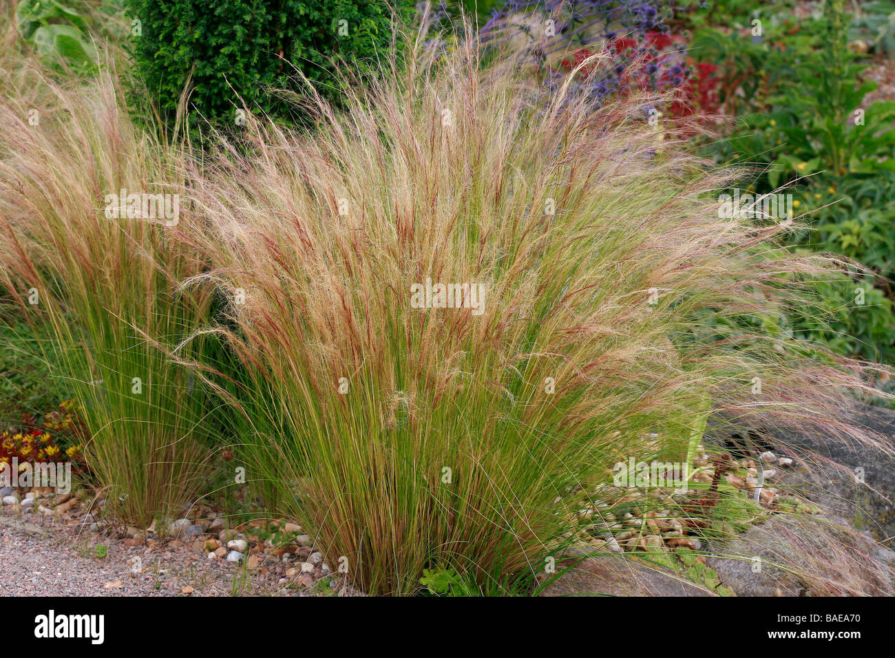 Stipa tenuissima -Fotos und -Bildmaterial in hoher Auflösung – Alamy