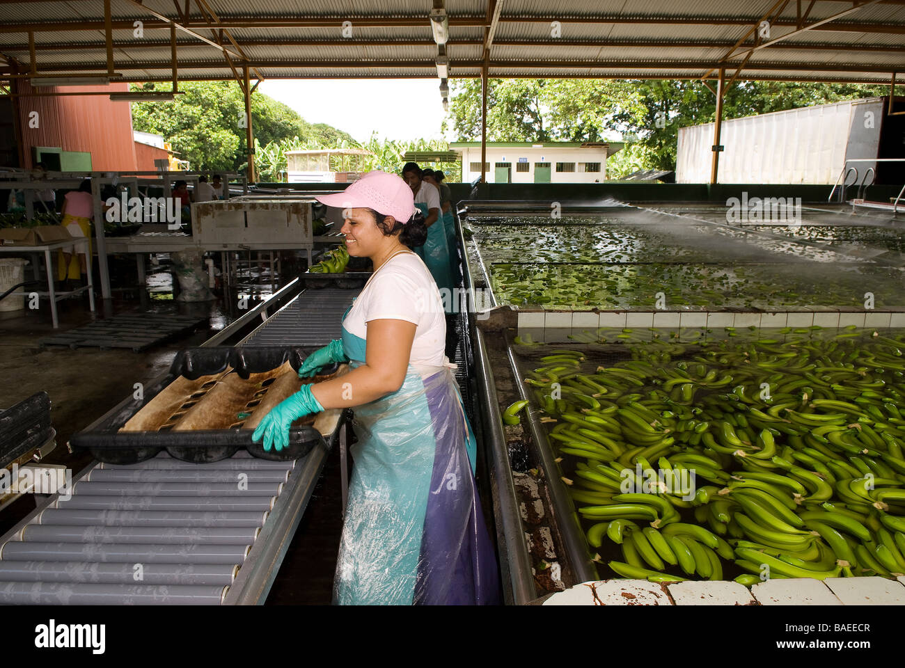 Banana plantation limón costa rica -Fotos und -Bildmaterial in hoher ...