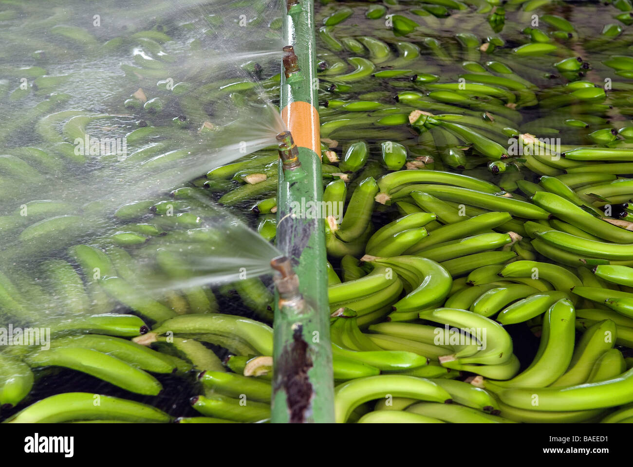 Banana plantation limón costa rica -Fotos und -Bildmaterial in hoher ...
