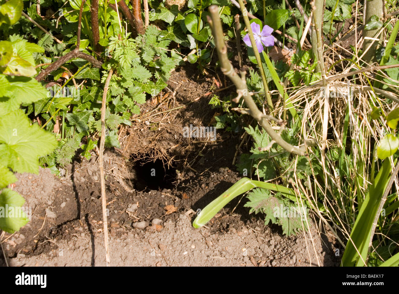 Rabbit hole -Fotos und -Bildmaterial in hoher Auflösung – Alamy