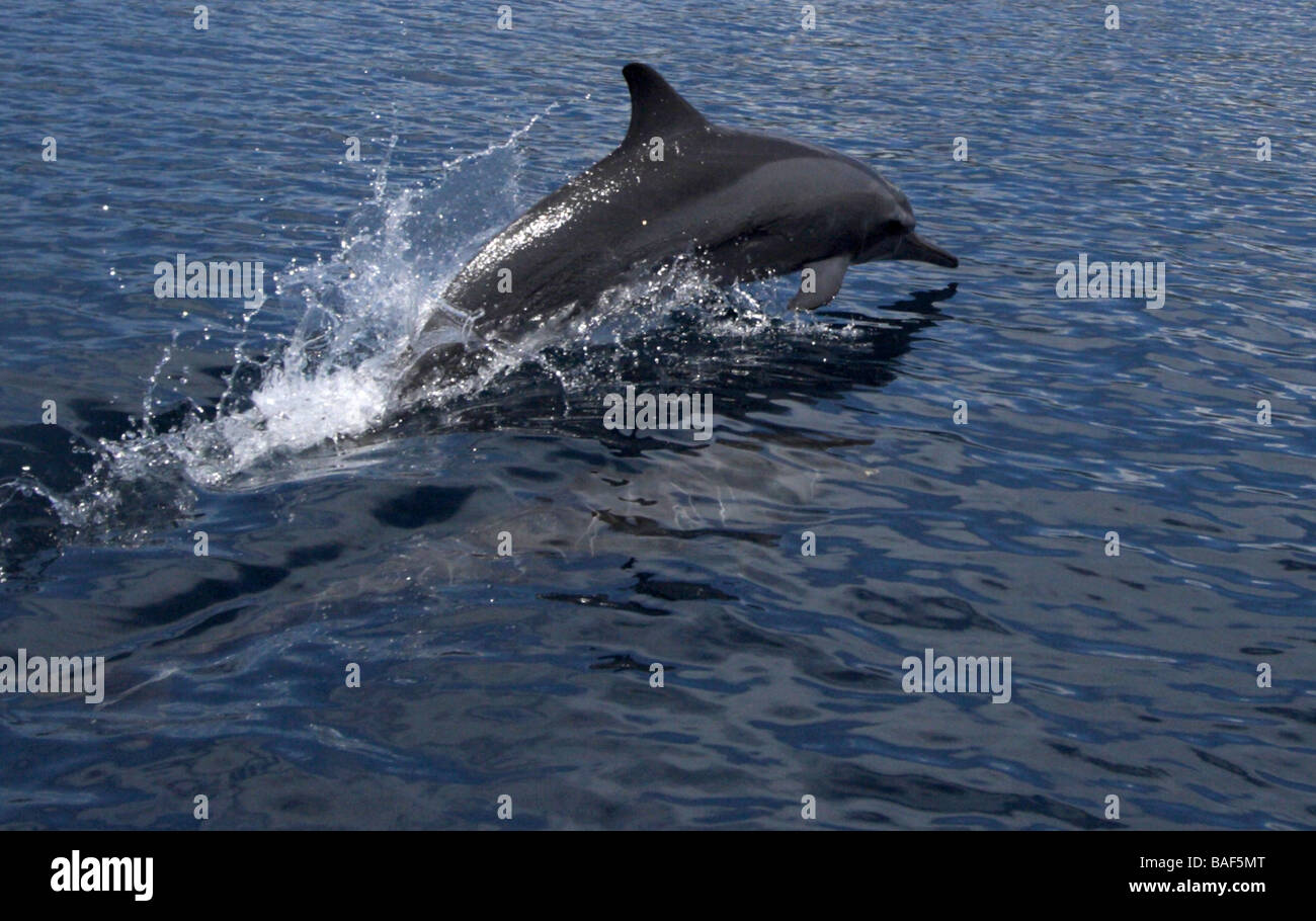 Snout Of Whale Stockfotos und -bilder Kaufen - Alamy