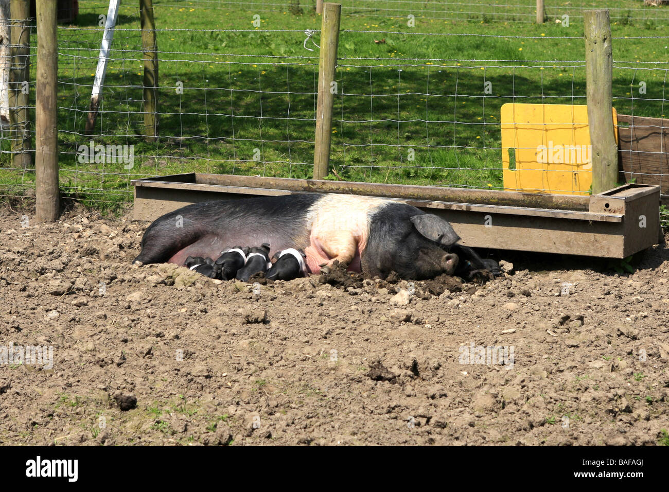 Suckle Pig Stockfotos und -bilder Kaufen - Alamy