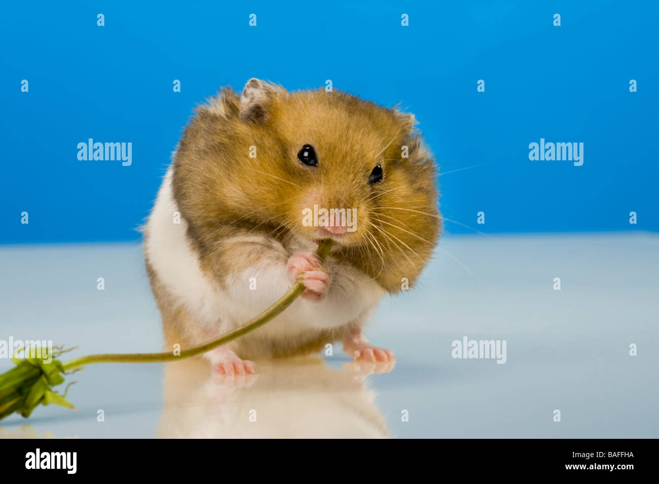 HAMSTER trinkt Wasser Wasserflasche Flasche Getränk flinke Tier ...