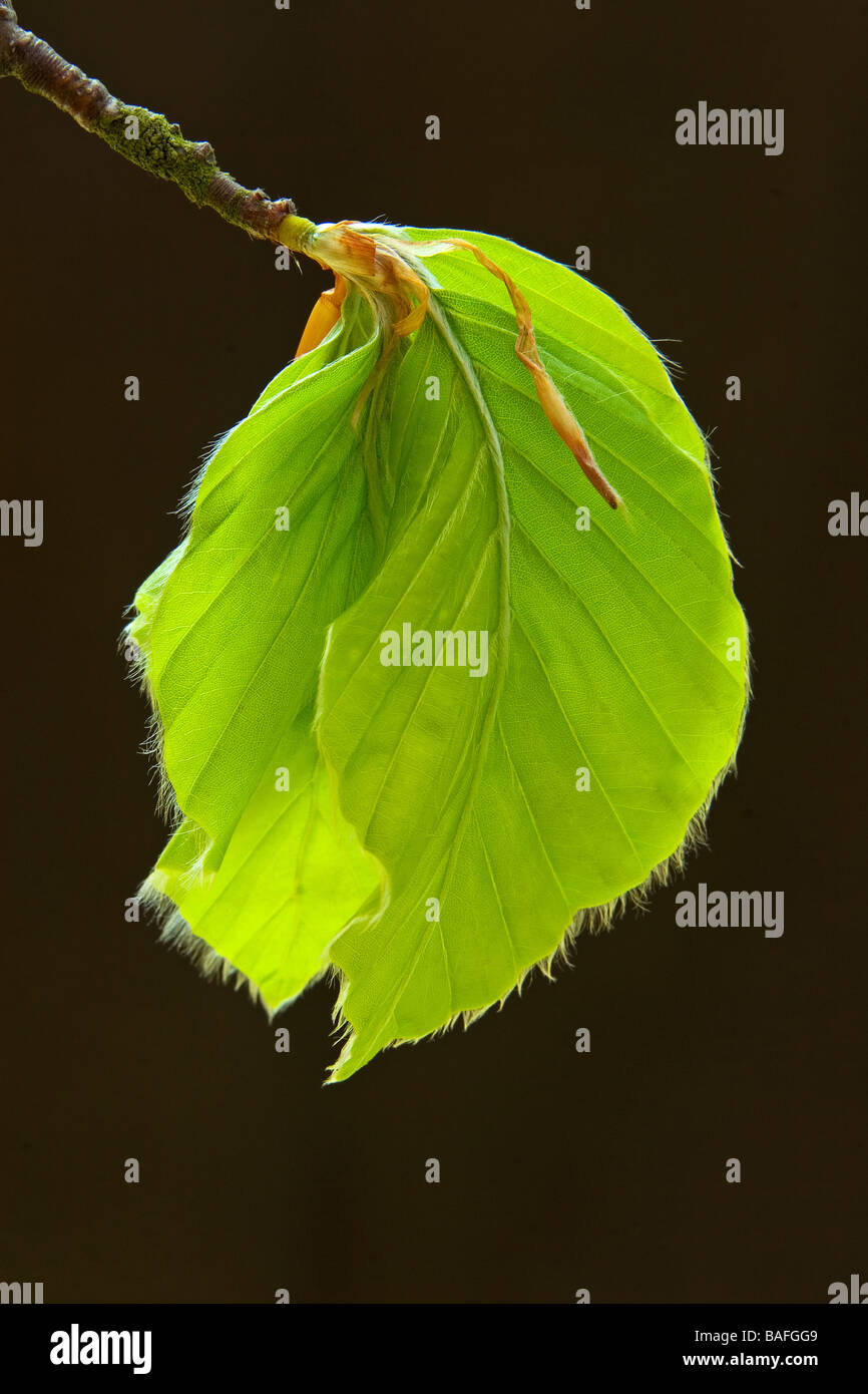Europäische oder Rotbuche Baum (Fagus Sylvatica) Blättern in einem ...