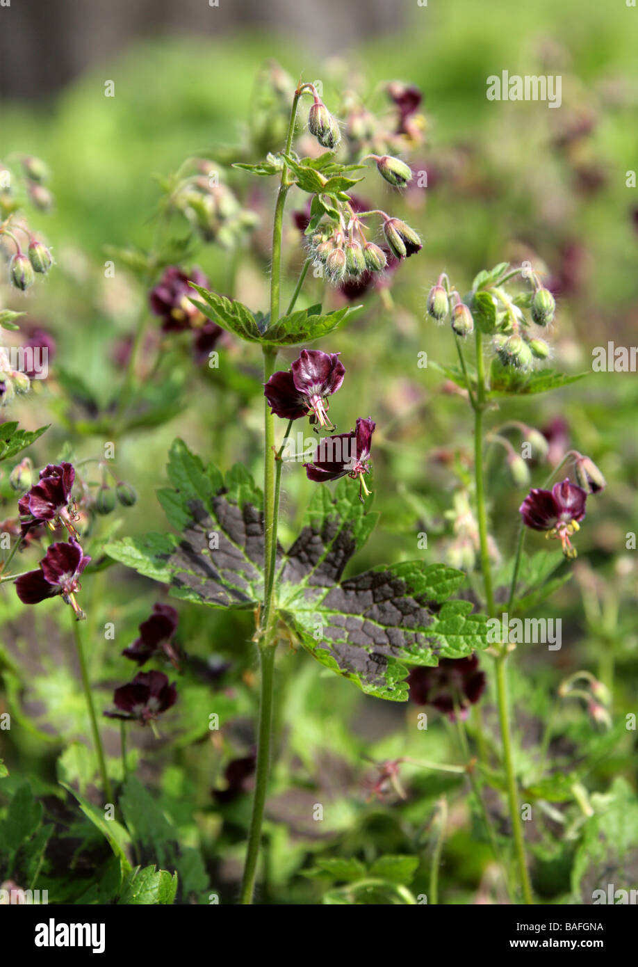 Dusky Cranesbill, Mourning Widow oder Black Widow, Geranium phaeum ...