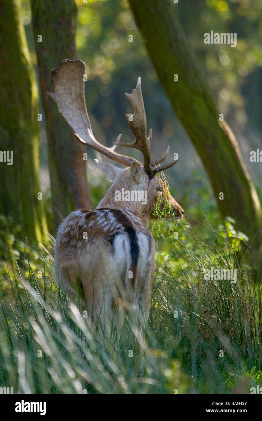 Hirsch damtier mit geweih -Fotos und -Bildmaterial in hoher Auflösung ...