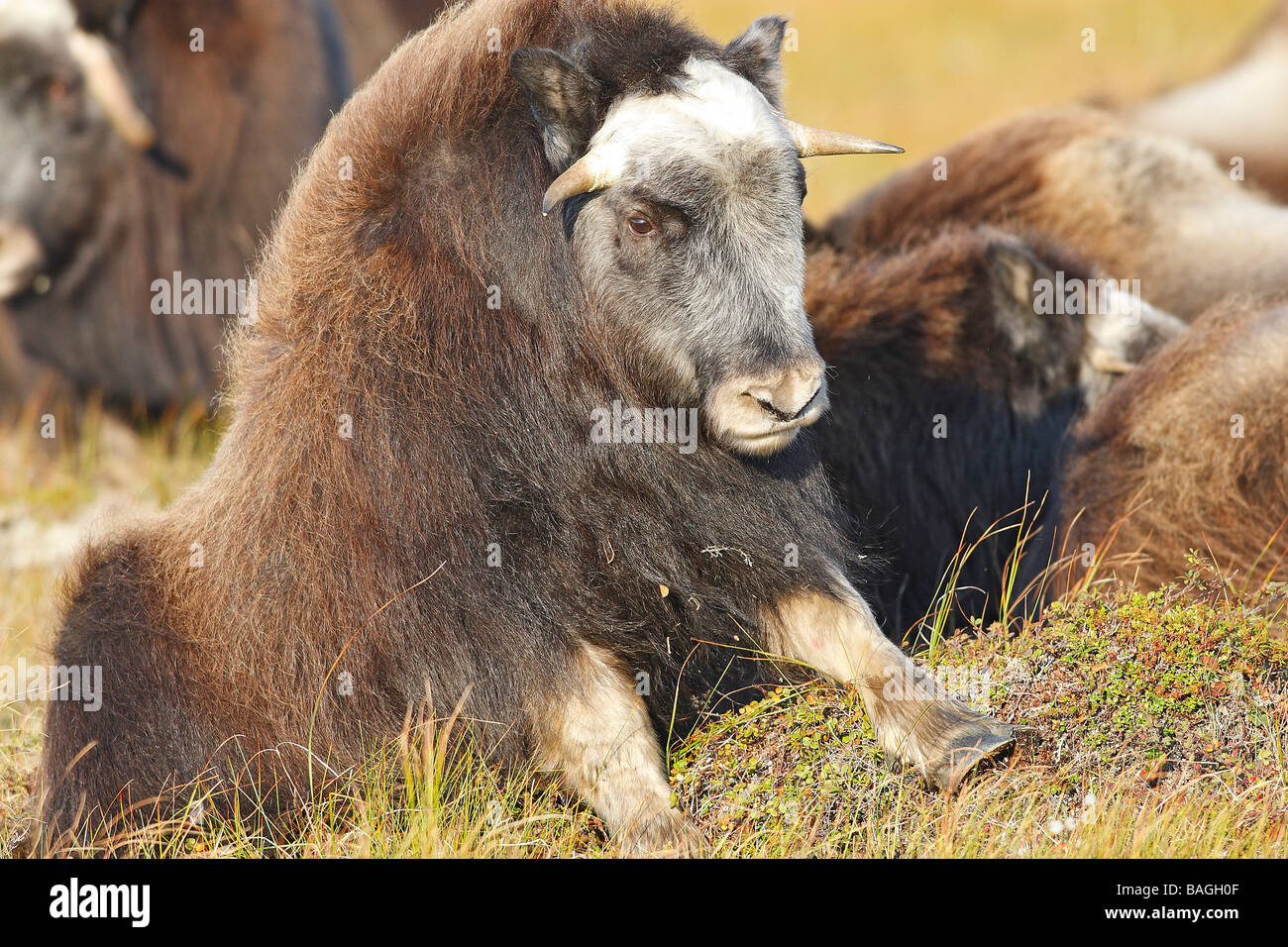 Herde von moschusochsen -Fotos und -Bildmaterial in hoher Auflösung – Alamy