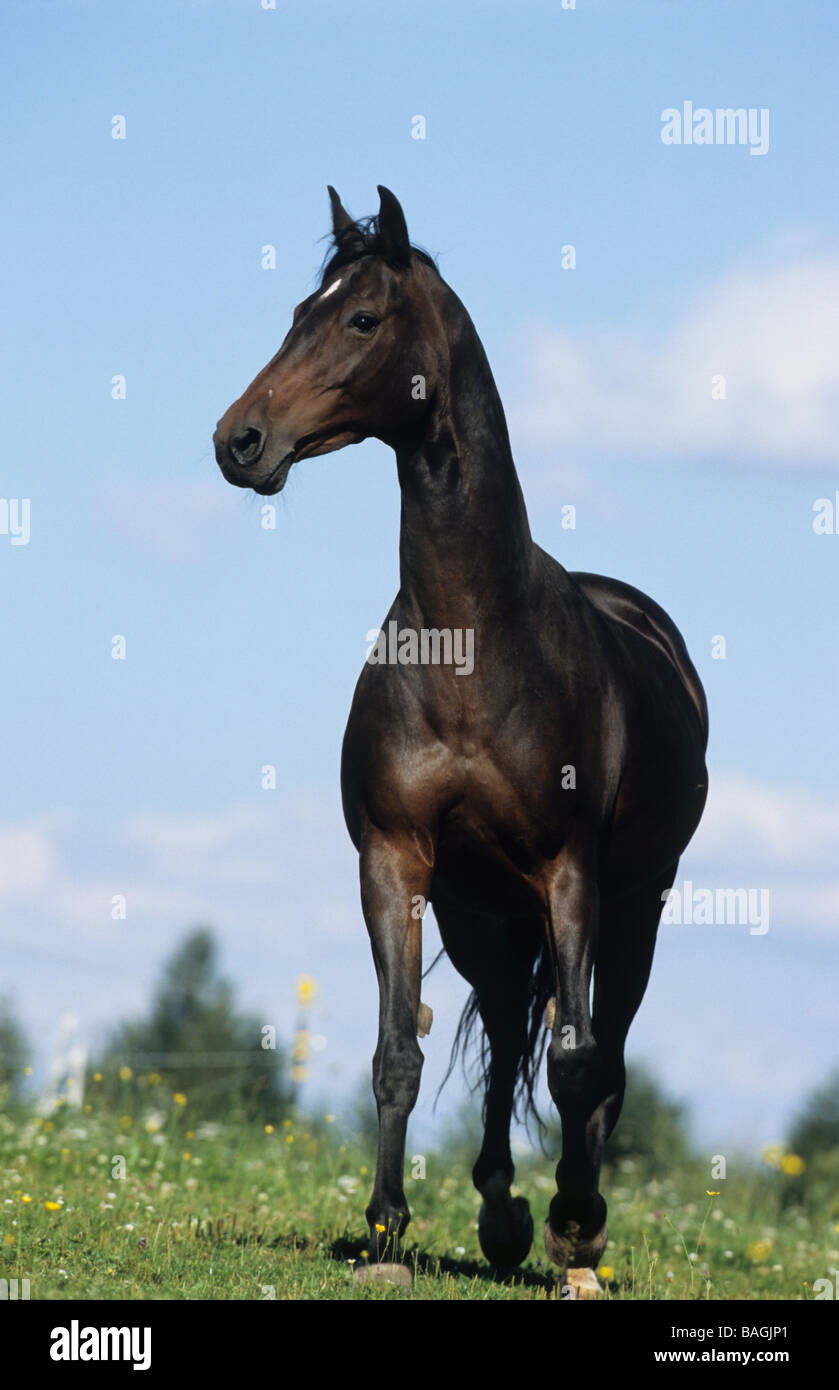 Pferd vertikal -Fotos und -Bildmaterial in hoher Auflösung – Alamy