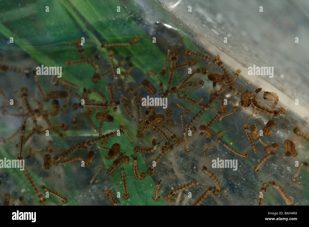 Asiatische tigermücke larven -Fotos und -Bildmaterial in hoher ...