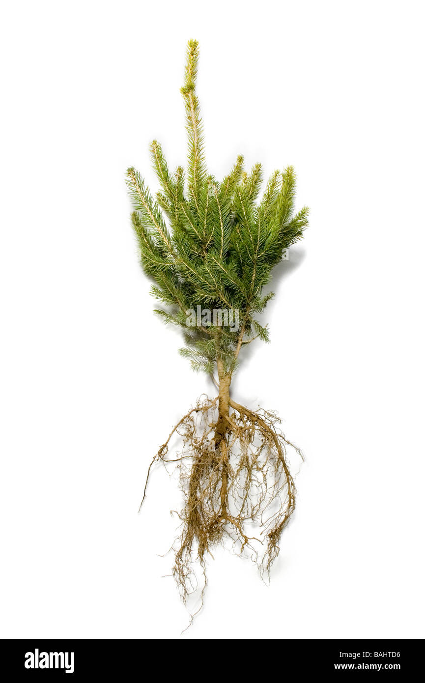 Fichten wurzel -Fotos und -Bildmaterial in hoher Auflösung – Alamy