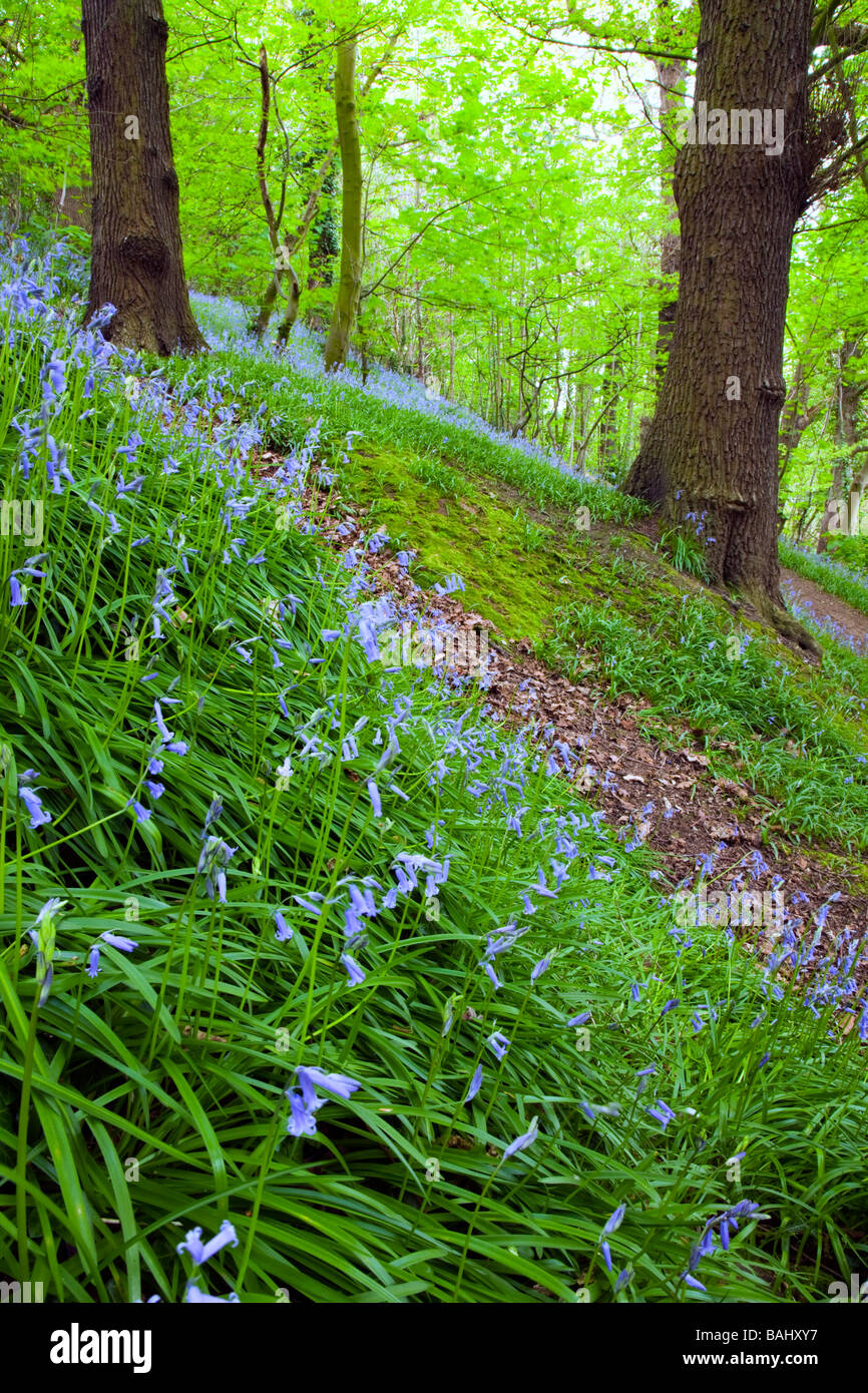 Rivacre valley park -Fotos und -Bildmaterial in hoher Auflösung – Alamy