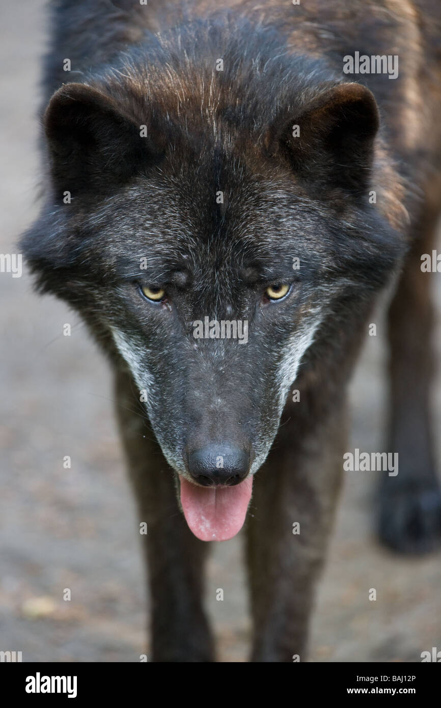 Alaskan timber wolf -Fotos und -Bildmaterial in hoher Auflösung – Alamy
