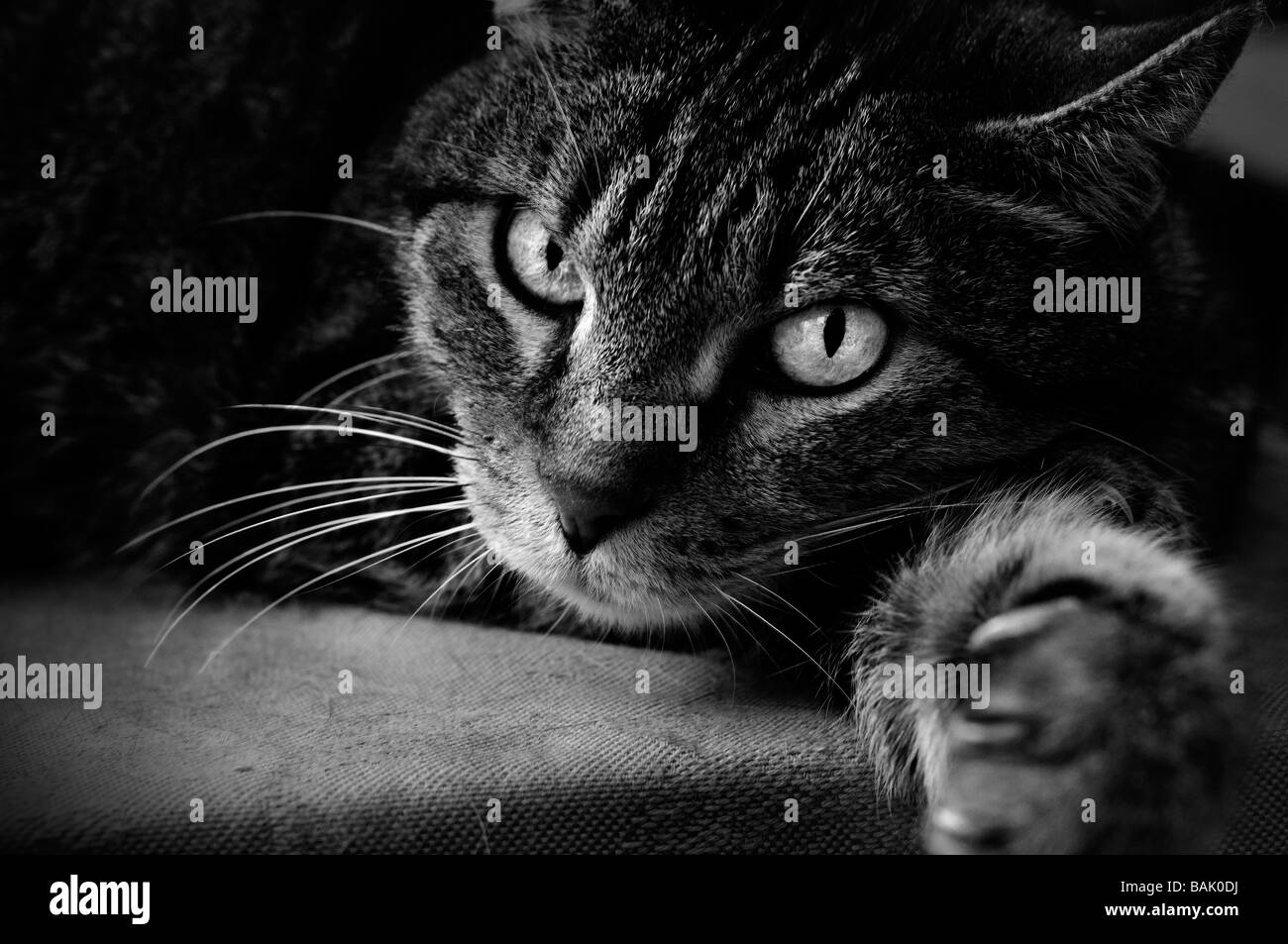 Wachsame katze -Fotos und -Bildmaterial in hoher Auflösung – Alamy