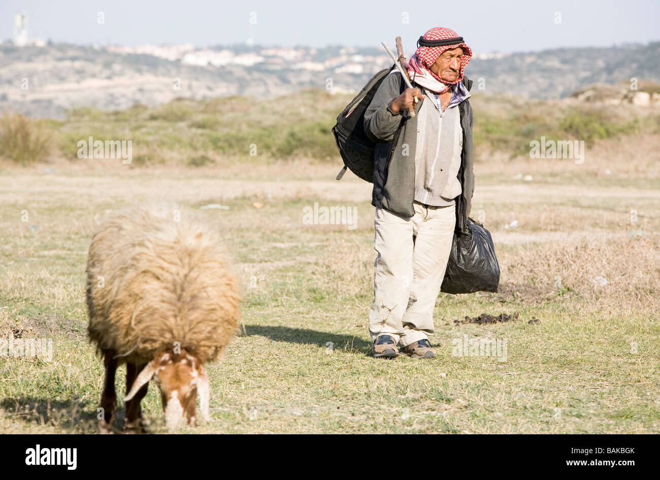 Israels Negev Wüste Beduinen Hirte und seine Schafe Stockfotografie - Alamy