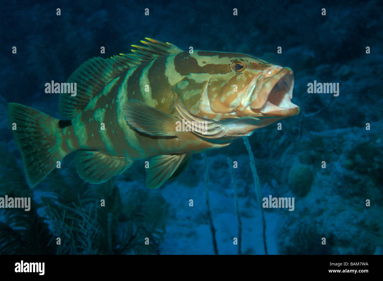Nassau-Zackenbarsch Epinephelus Striatus Karibik Kuba Stockfotografie ...
