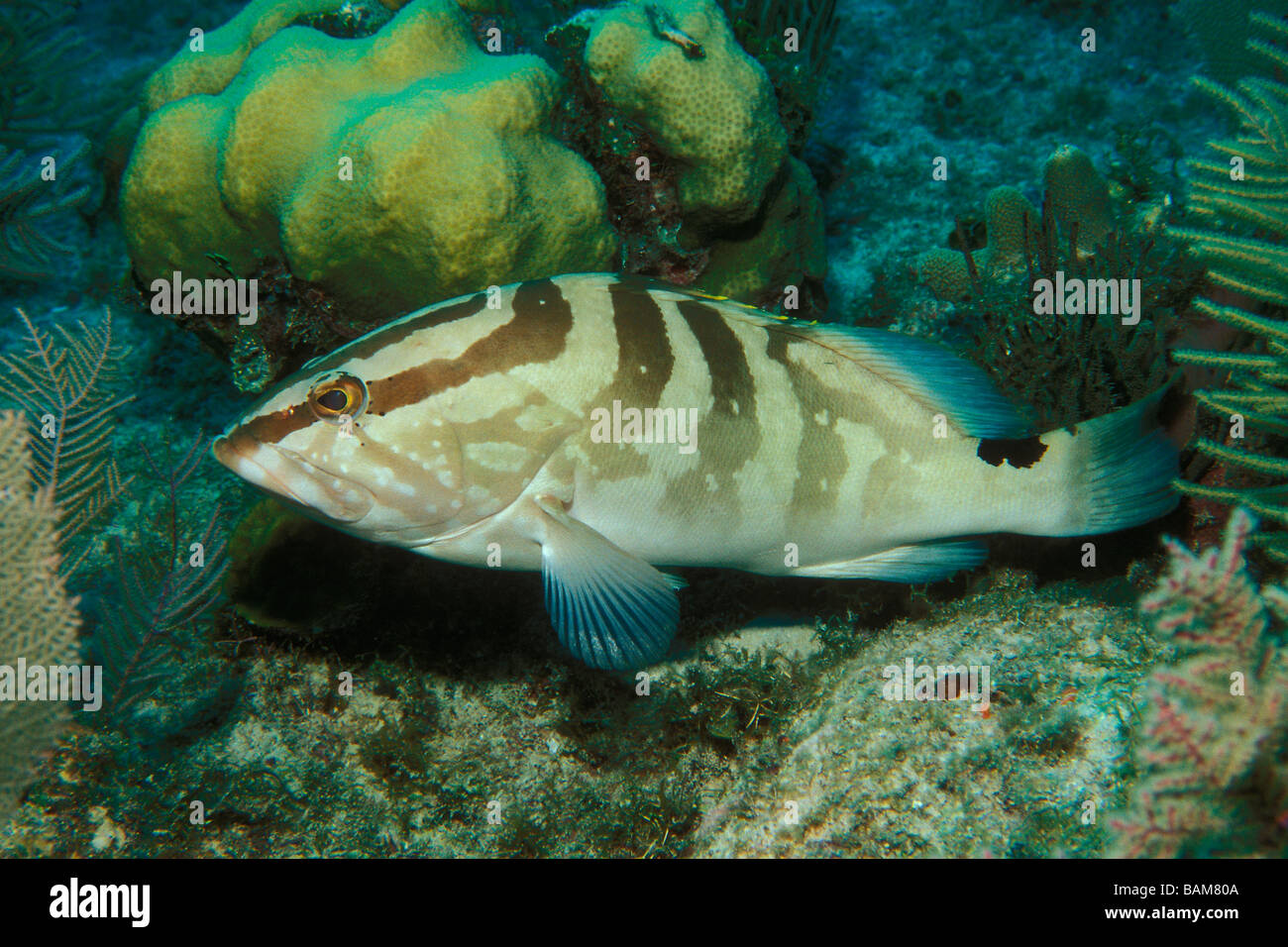 Nassau-Zackenbarsch Epinephelus Striatus Karibik Kuba Stockfotografie ...