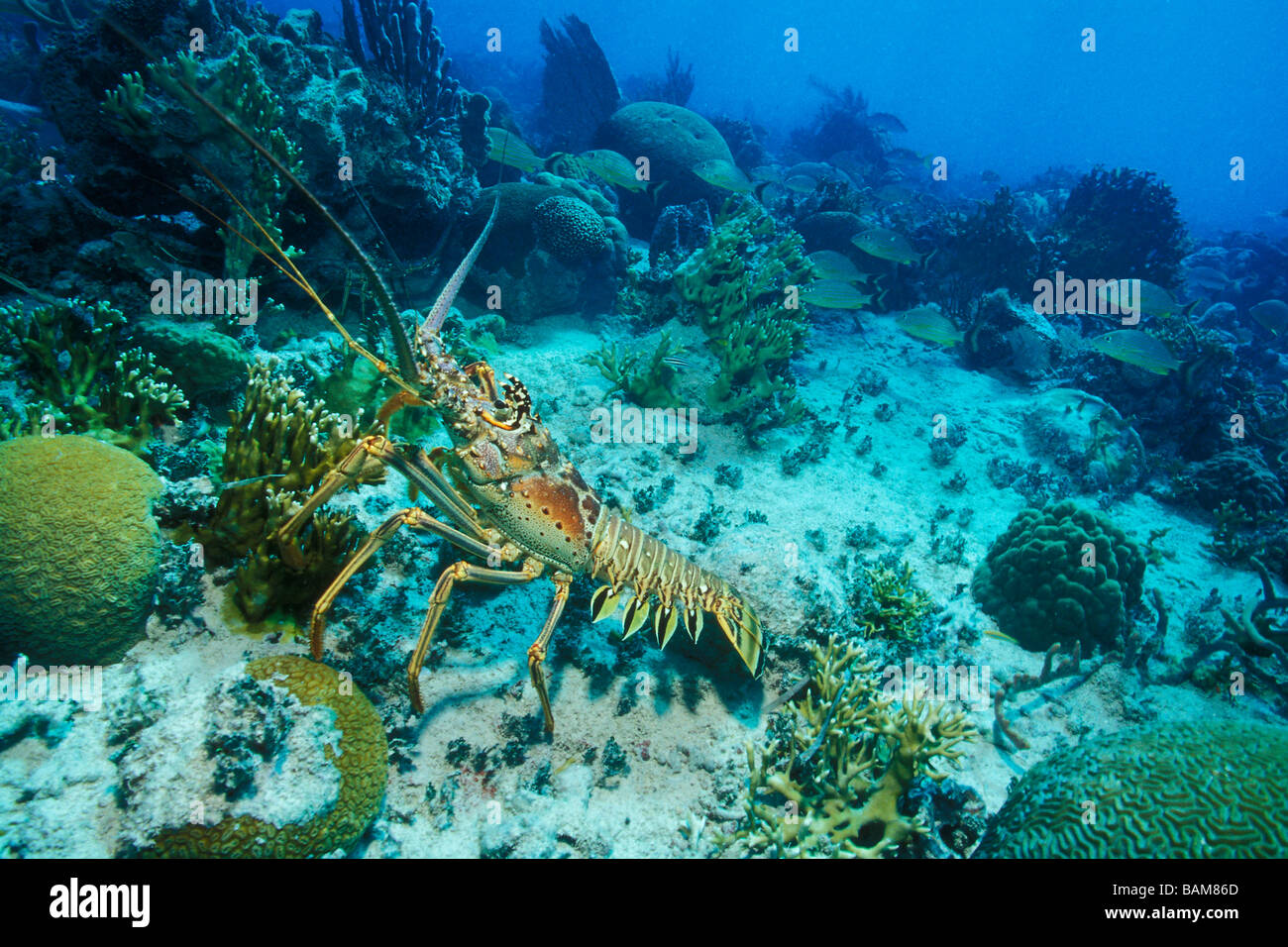 Karibischer languste panulirus argus -Fotos und -Bildmaterial in hoher ...