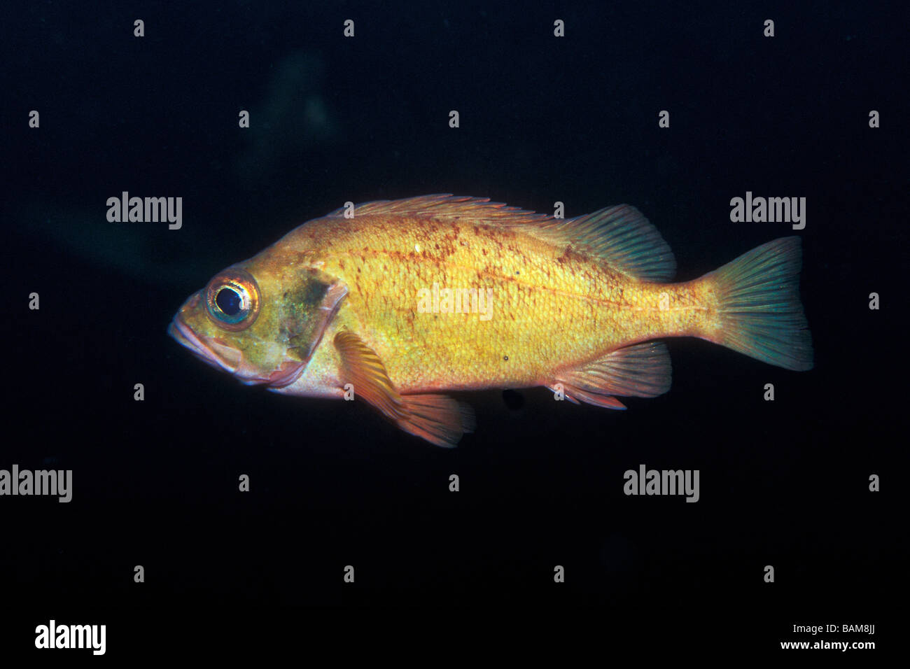 Atlantischer rotbarsch -Fotos und -Bildmaterial in hoher Auflösung – Alamy