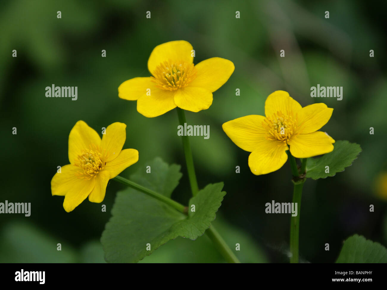 Sumpfdotterblume caltha palustris -Fotos und -Bildmaterial in hoher ...
