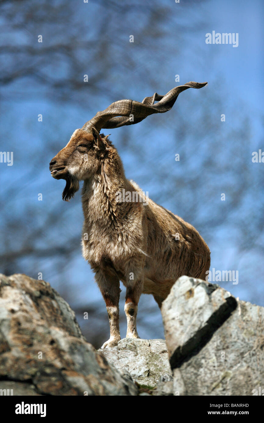 Markhor capra falconeri -Fotos und -Bildmaterial in hoher Auflösung – Alamy