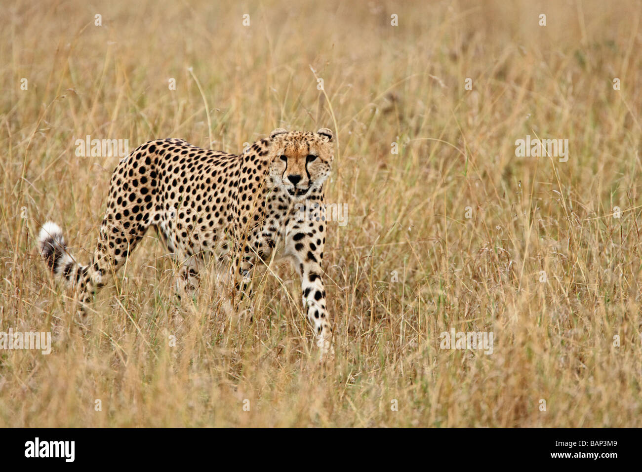 Gepard Auf Der Jagd Stockfotos und -bilder Kaufen - Alamy