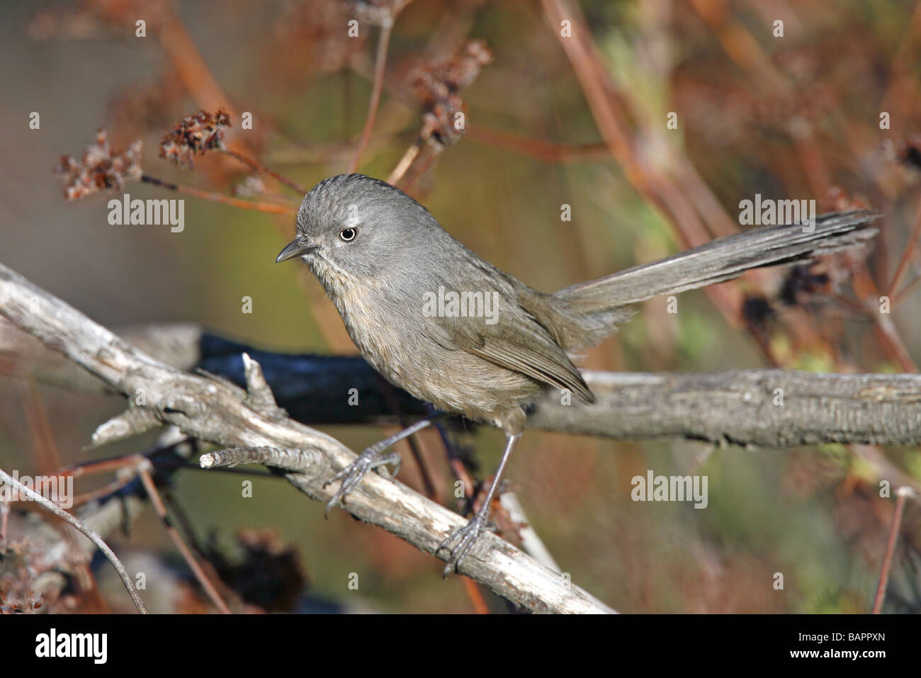 Chamaea fasciata -Fotos und -Bildmaterial in hoher Auflösung – Alamy