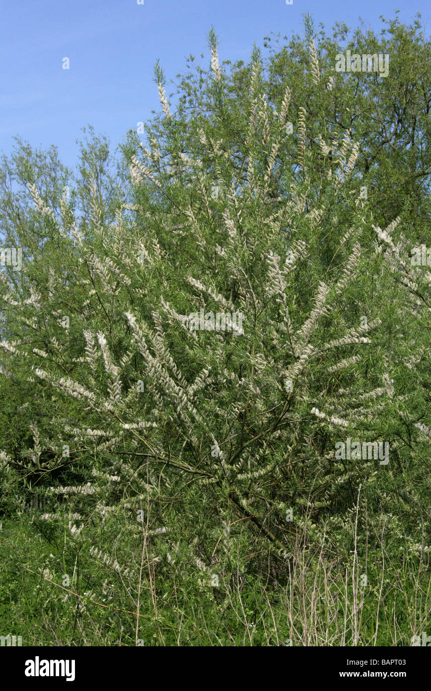 Salix korbweiden -Fotos und -Bildmaterial in hoher Auflösung – Alamy