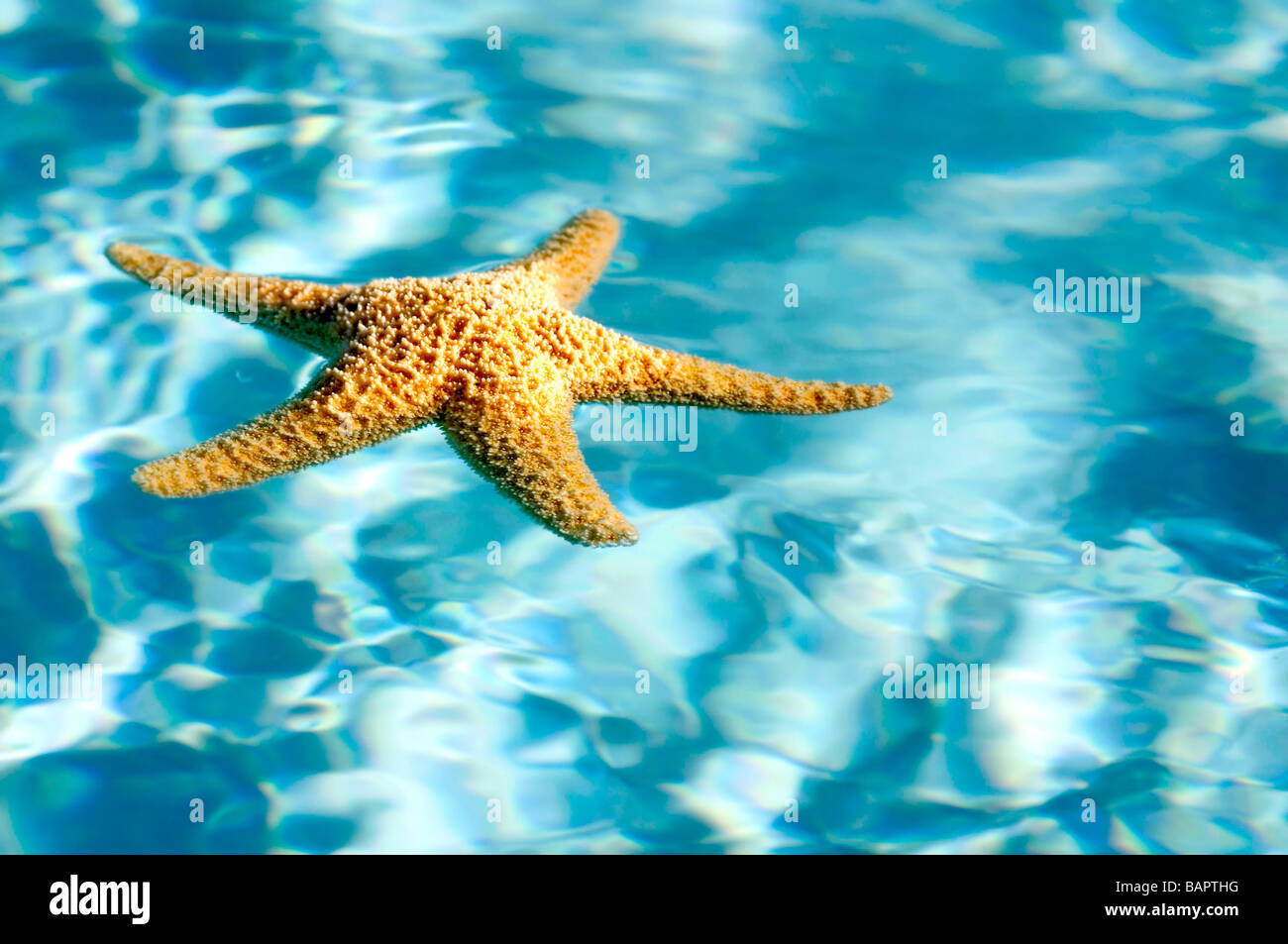 Schwimmender seestern -Fotos und -Bildmaterial in hoher Auflösung – Alamy