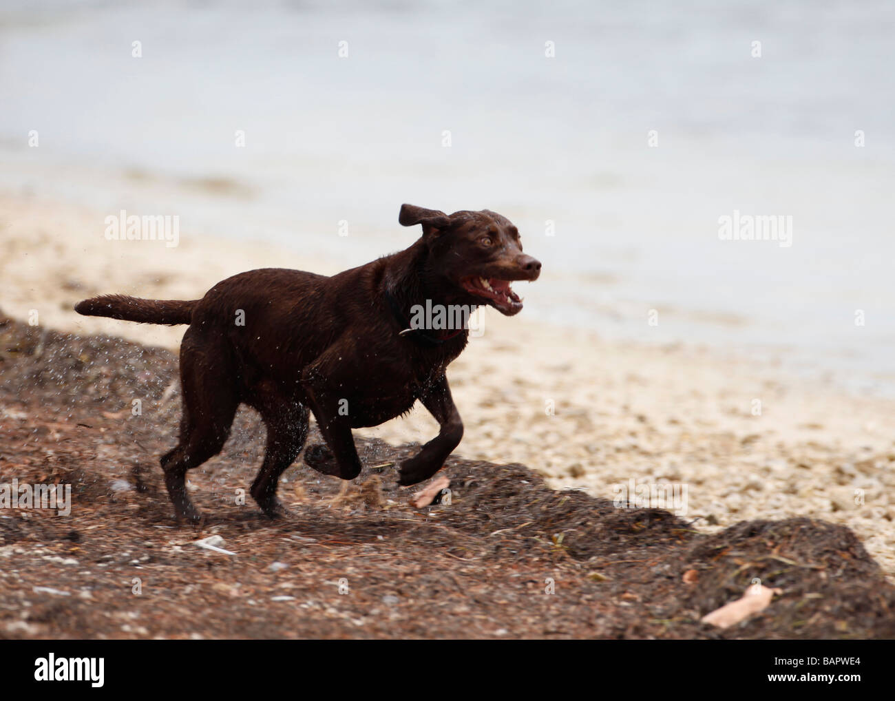 Der Labrador Retriever (auch Labrador, Labby oder Lab kurz) ist eine ...