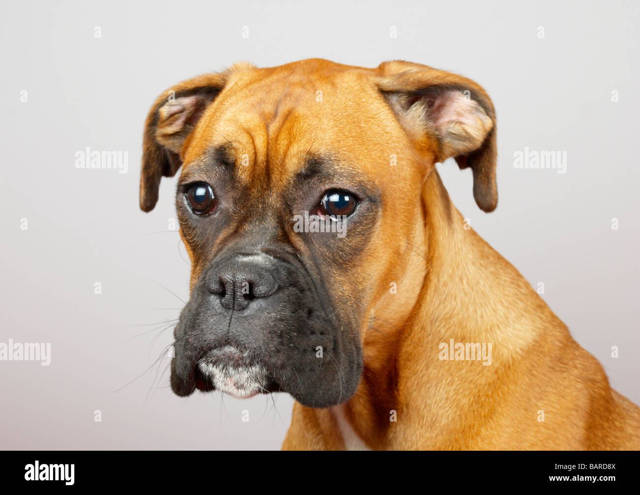 Tess den jungen Boxer Welpen Stockfotografie - Alamy