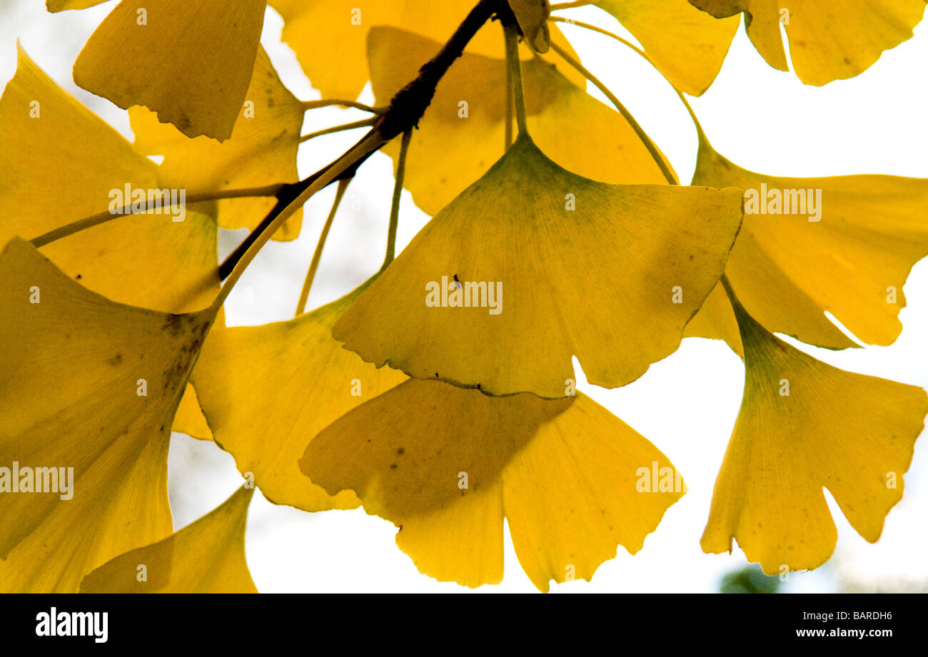 Baum ginkgo biloba -Fotos und -Bildmaterial in hoher Auflösung – Alamy