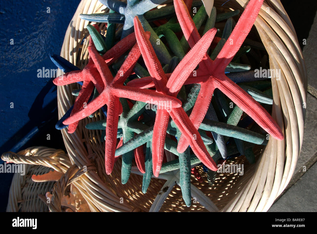 Korb seestern -Fotos und -Bildmaterial in hoher Auflösung – Alamy