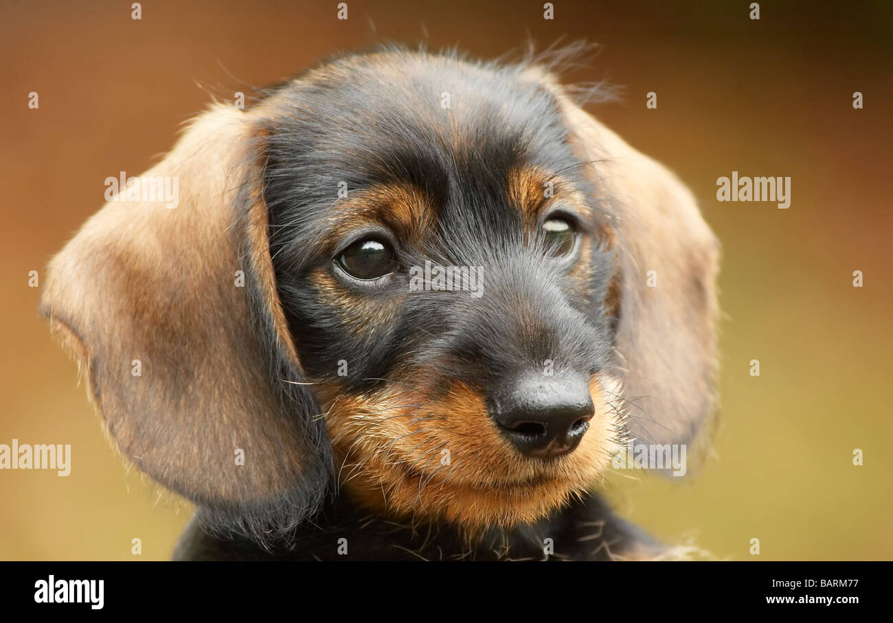 Niedlichen Welpen Dackel Stockfotografie - Alamy