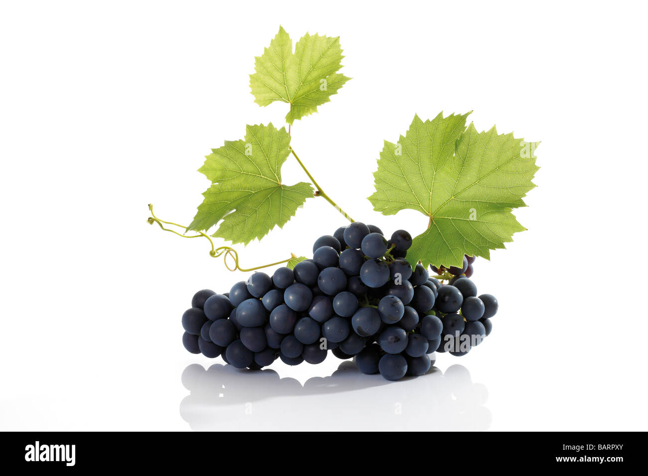 Grape vine -Fotos und -Bildmaterial in hoher Auflösung – Alamy