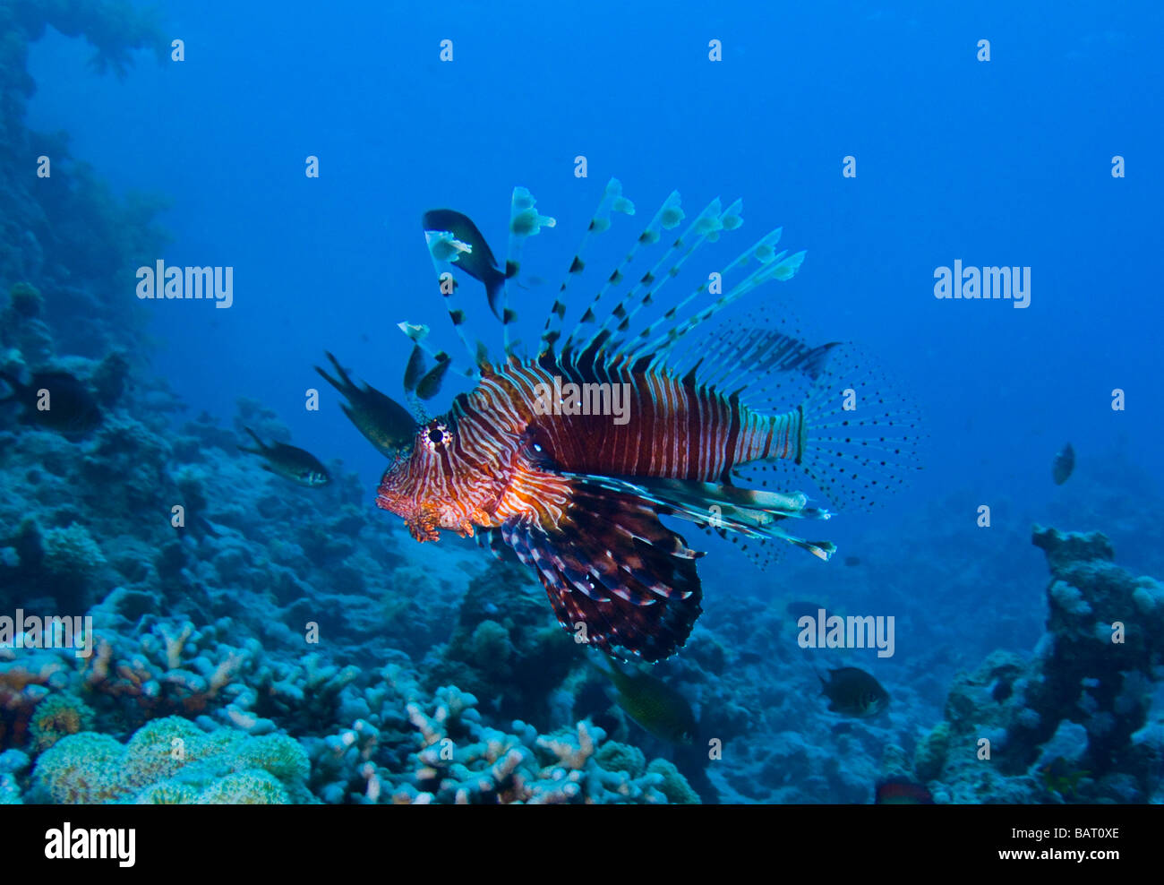 Skorpion volitans -Fotos und -Bildmaterial in hoher Auflösung – Alamy