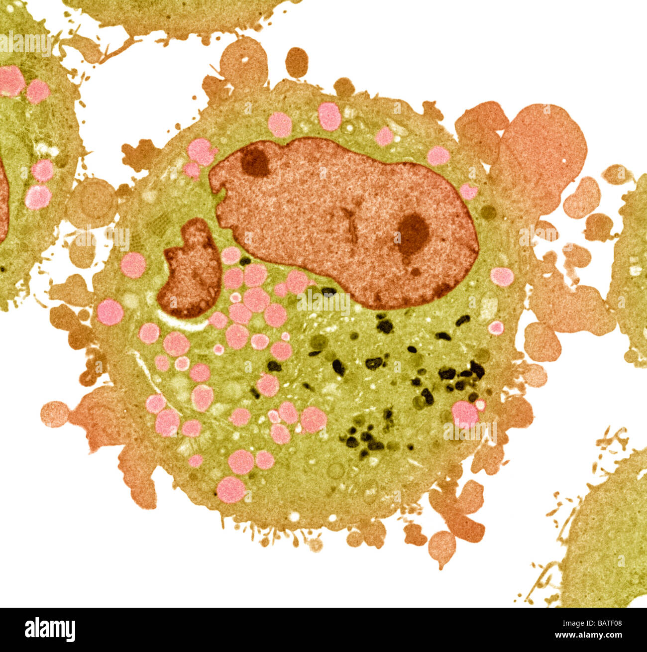 Elektronenmikroskop zellorganellen -Fotos und -Bildmaterial in hoher ...
