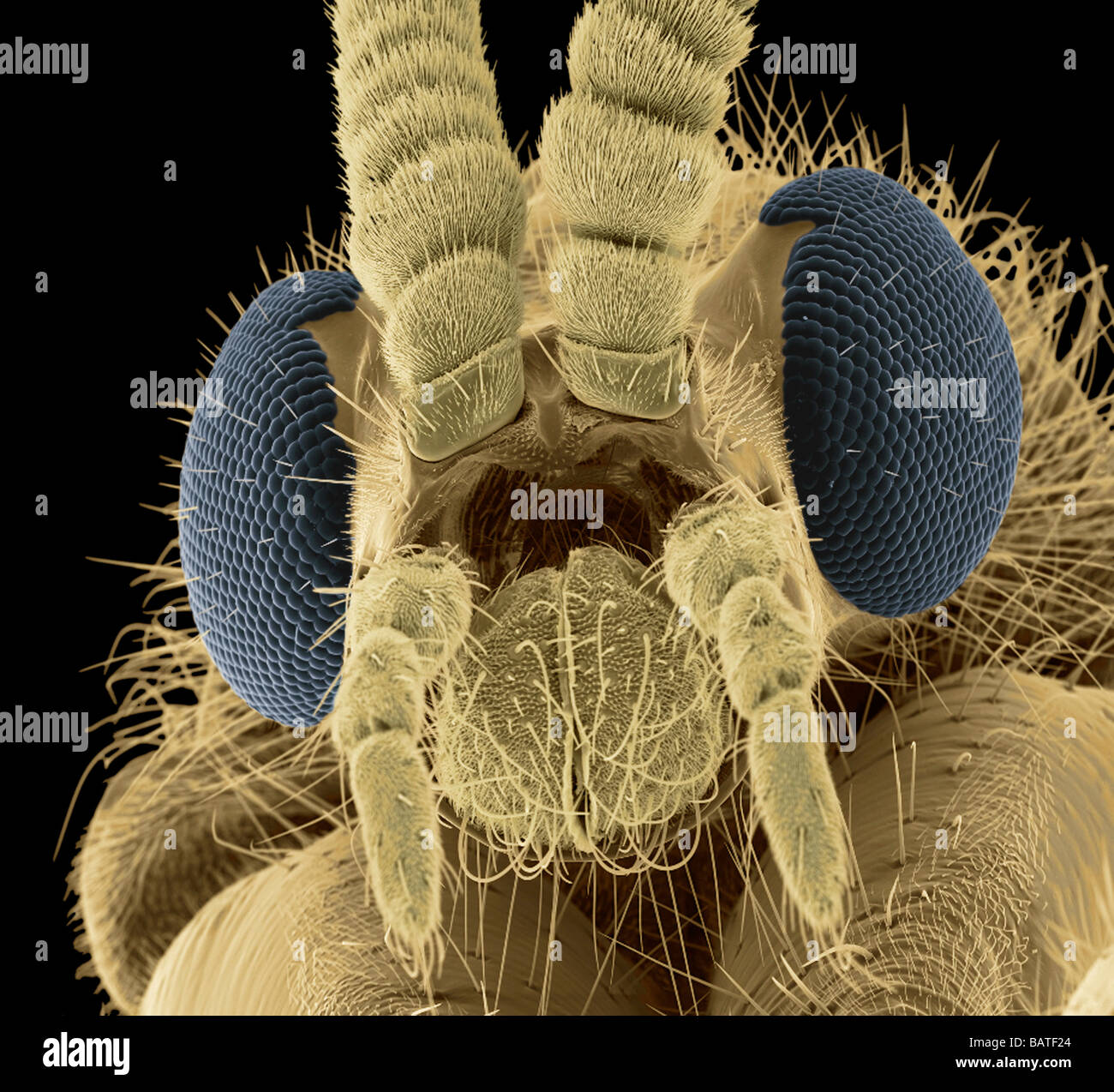 Fliege anatomie -Fotos und -Bildmaterial in hoher Auflösung - Seite 3 ...