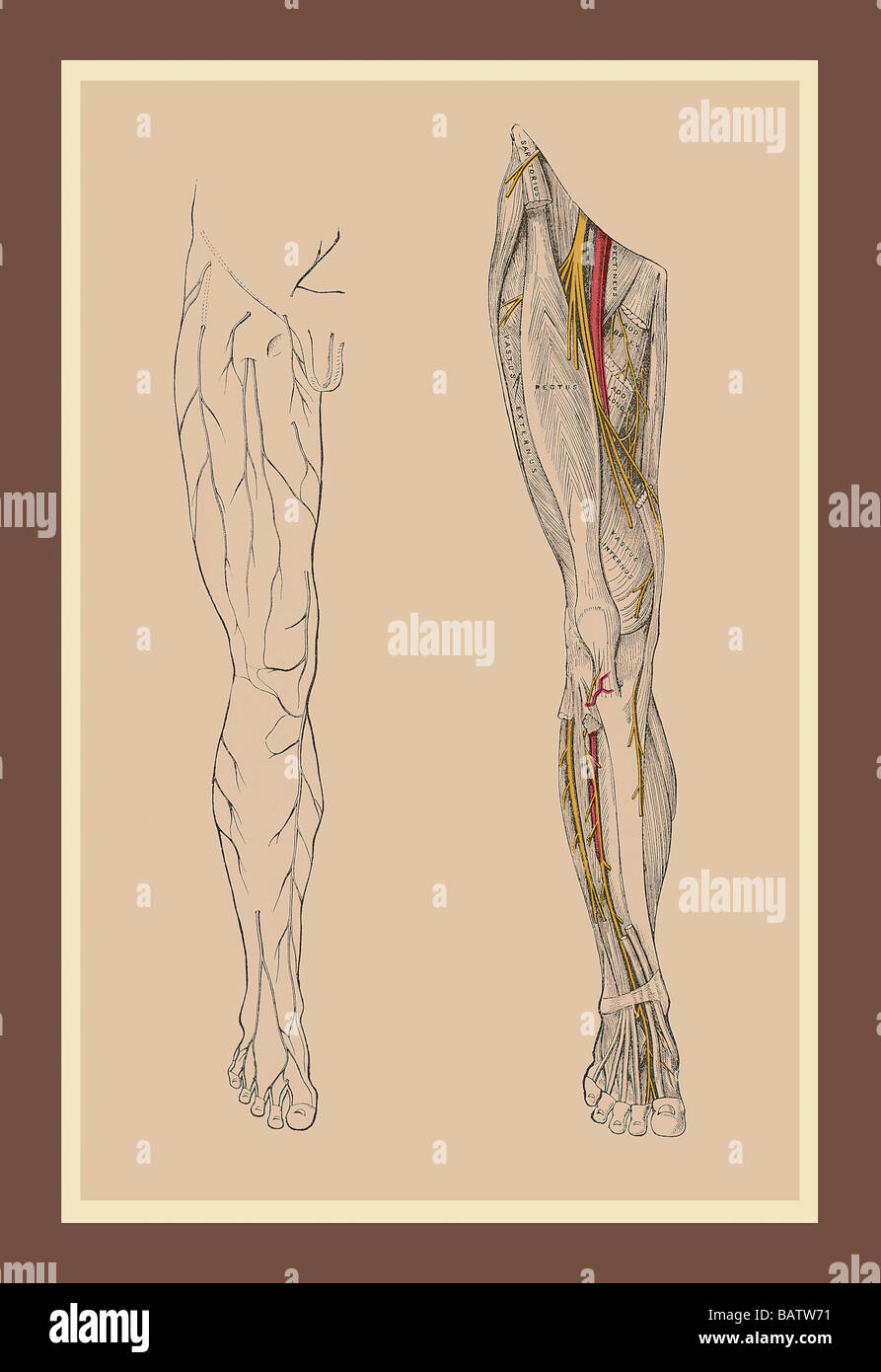 Lumbar plexus -Fotos und -Bildmaterial in hoher Auflösung – Alamy