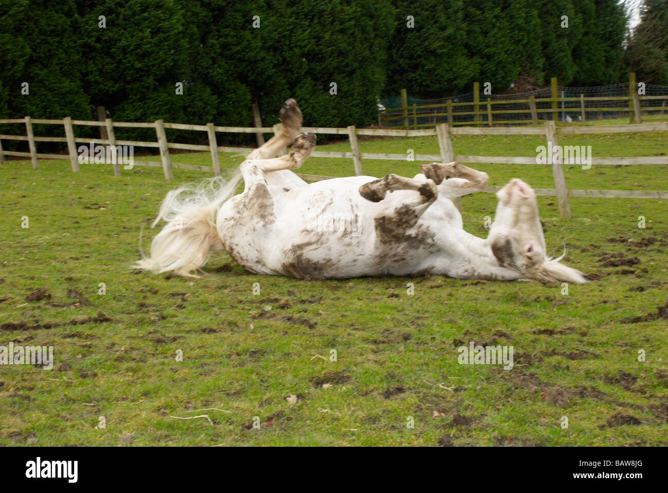 Horse rolling in paddock -Fotos und -Bildmaterial in hoher Auflösung ...