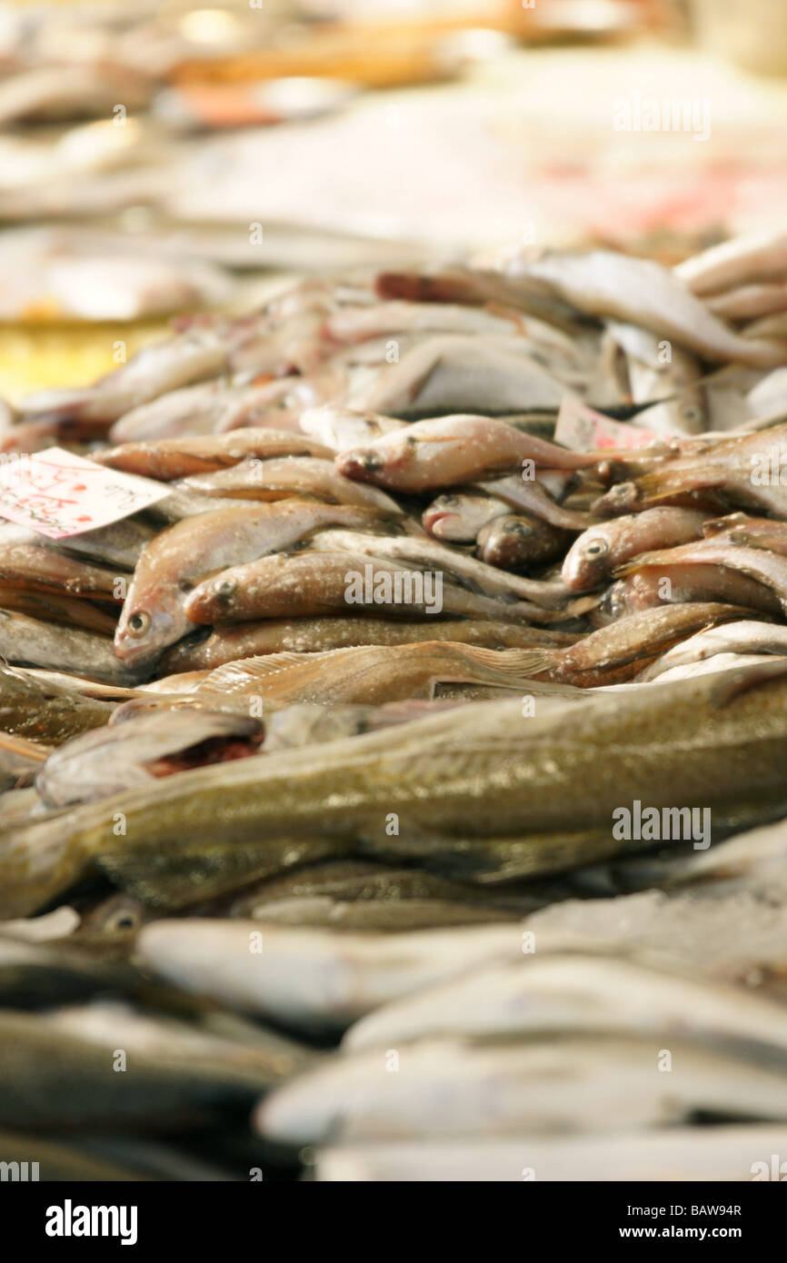 Fischmarkt Haufen Fische im Stall Stand Rotterdam Niederlande ...