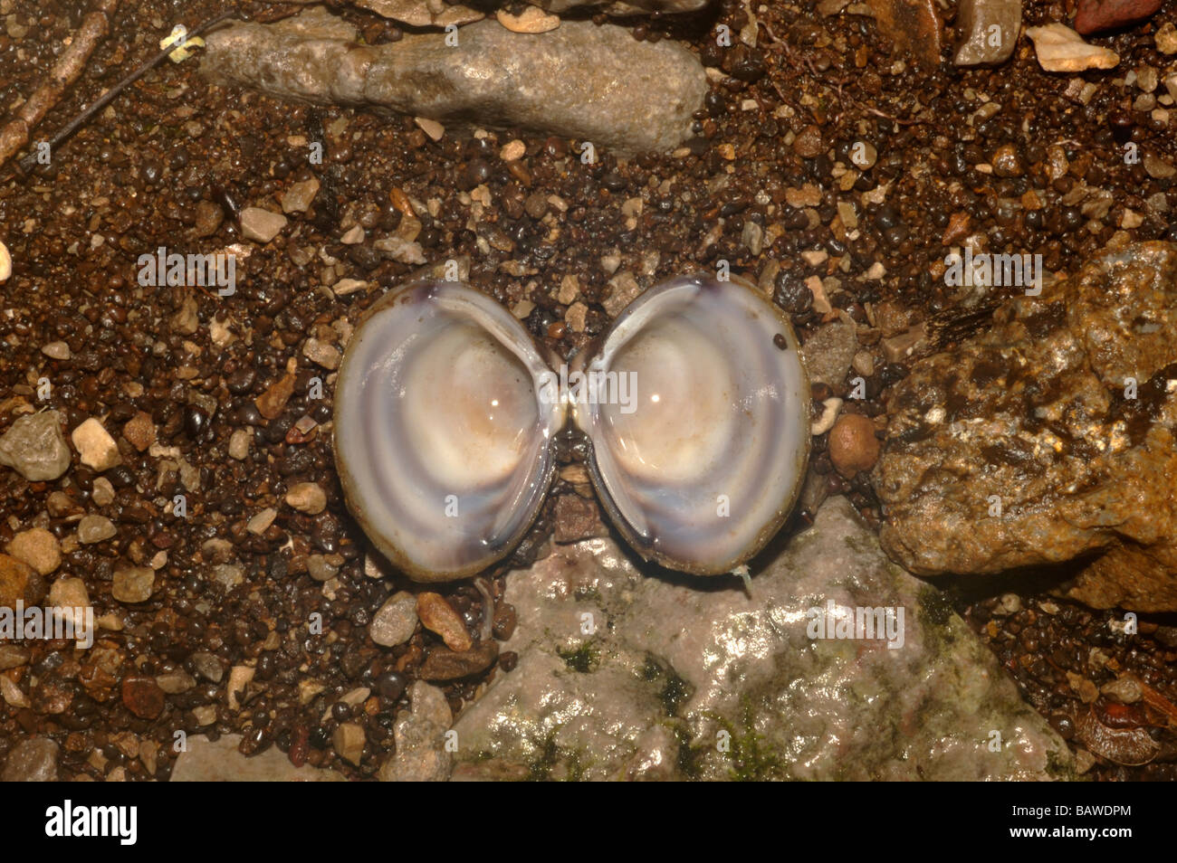 Schalen von einem Süßwasser Muschel oder Molluske Stockfotografie - Alamy