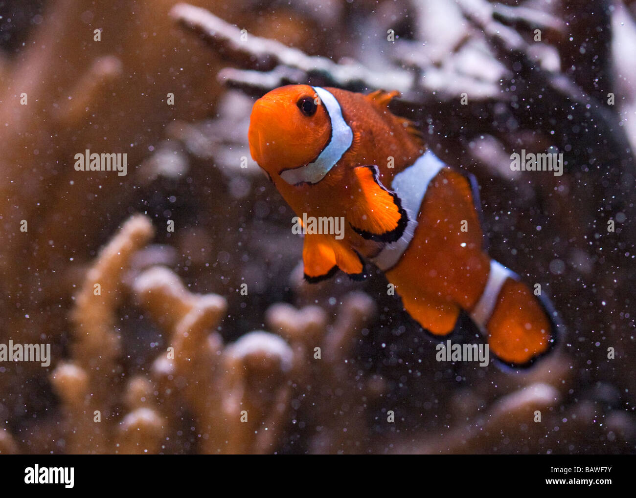 Clownfische (Amphiprion Ocellaris), London Zoo, England Stockfotografie ...