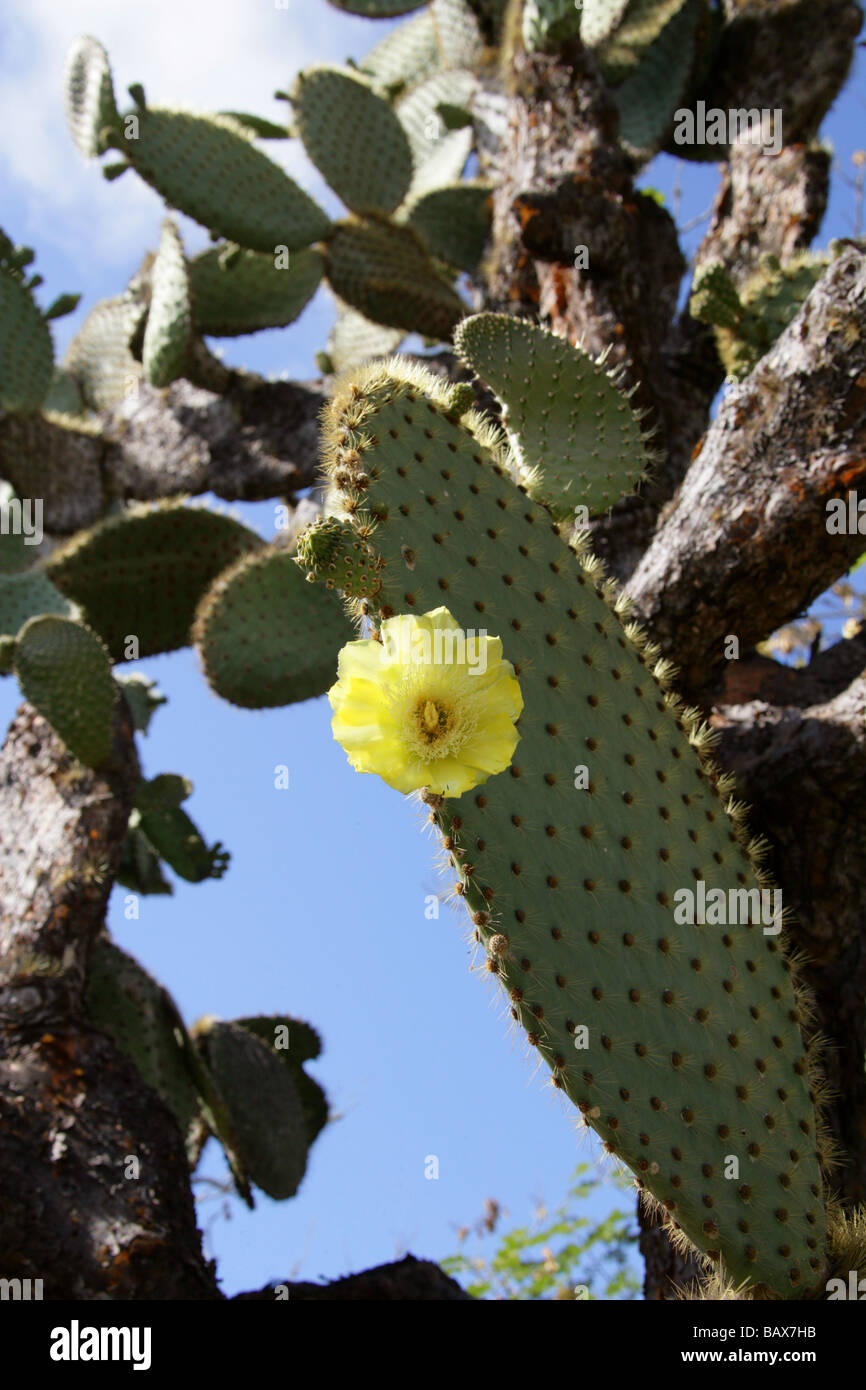 Opuntia Echios Var Barringtonensis, Cactaceae, Santa Cruz Island ...