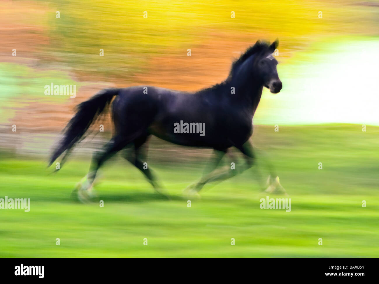 Schwarzes pferd im galopp -Fotos und -Bildmaterial in hoher Auflösung – Alamy